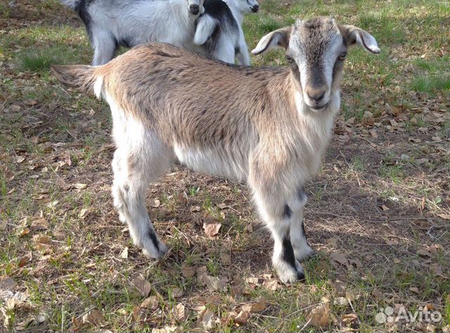 Козлята Альпийские+ Зоаненские