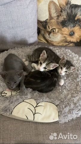 Котята в добрые руки Выкормили сами с первого дня