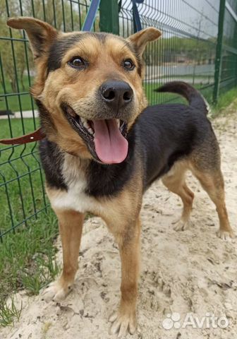 Собака в добрыйе руки