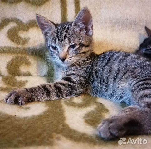 Котенок