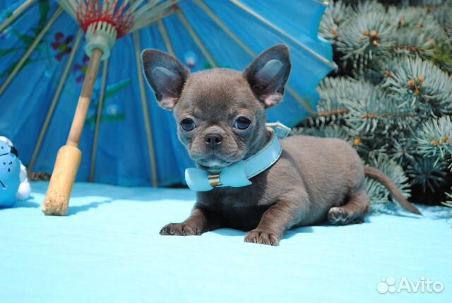 Голубой мини малыш