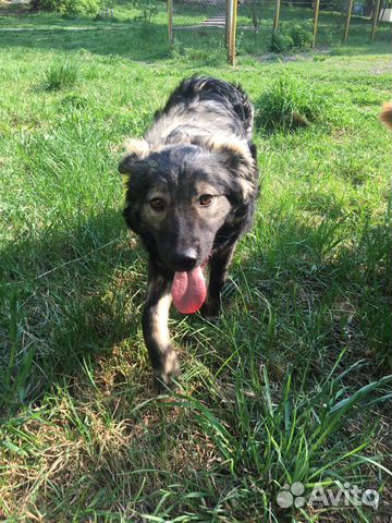 Собака, симпатяжка, 6 мес. Стерилизованная девочка