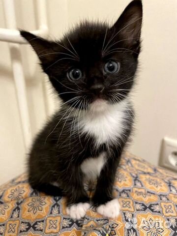 Котёнок (кошечка) Маркиза чёрная с белым