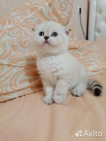 Шотландская серебристая шиншилла