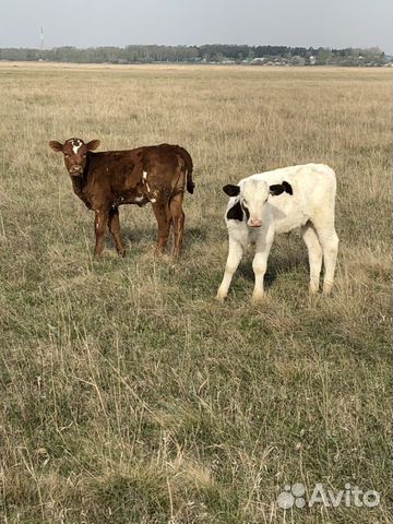 Бычки подсосные 3 месяца