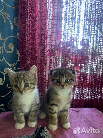 Шотландская вислоухая кошечки