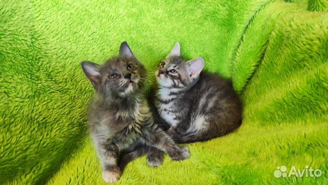Три крошки-котенка 1.5 мес в дар