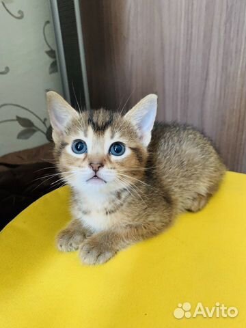 Кошки в добрые руки