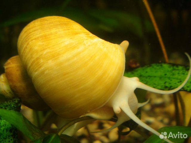Улитка ампулярия желтая (молодь)