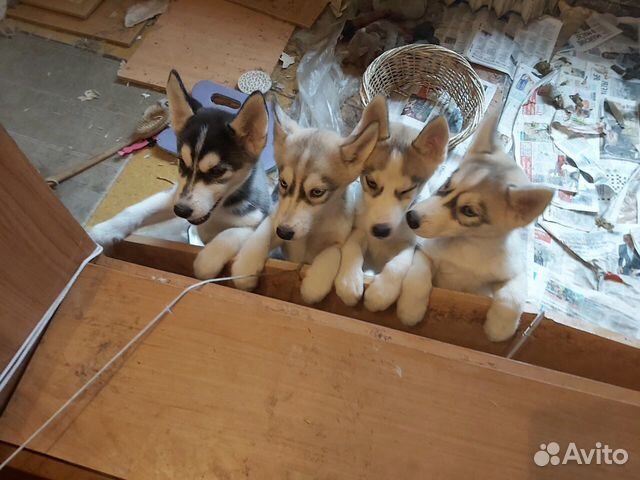 Чистокровные хасята