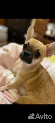 Вязка кобель чихуахуа