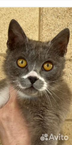 Может его ищут (котик месяцев 7)