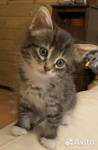 Домашние котята от домашней кошечки