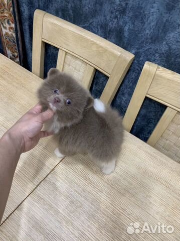 Померанский шпиц лиловый с белым Нарядный Кавалер