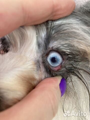 Мальчик голубой мрамор голубоглазый йорк