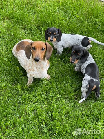 Собаки щенки такса пайнболт