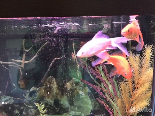 Три рыбки кометы