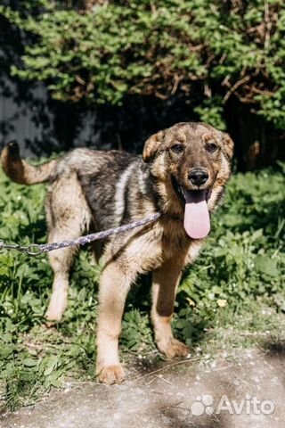 Собака в добрые руки щенок