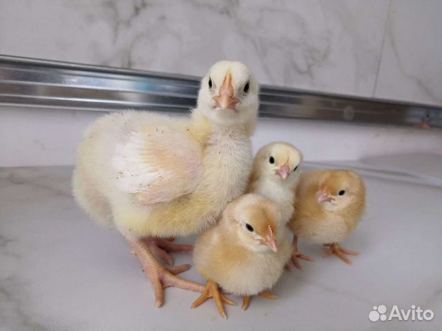 Суточный бройлер, гусята, утята, инкубационное яйц