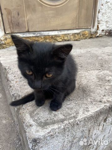 Котенок