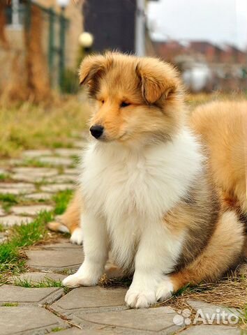 Колли - рыжие щеночки