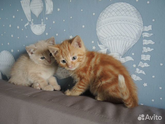 Котята рыжики