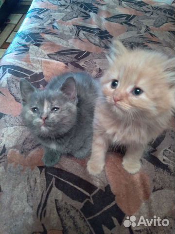 Прекрасные малышки котята