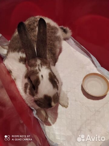 Кролик Банни