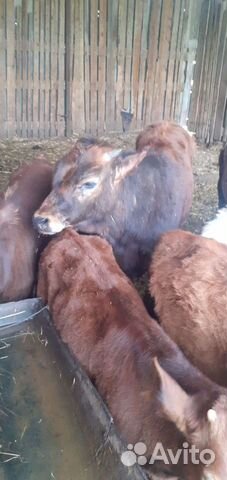 Бычки и быки