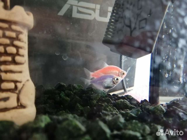 Тернеция глофиш