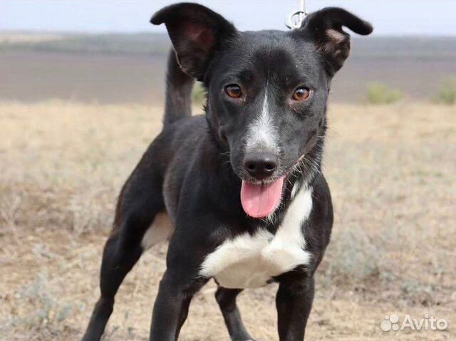 Мелкая собачка Герда в поисках дома