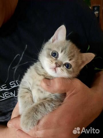 Шотландские котята