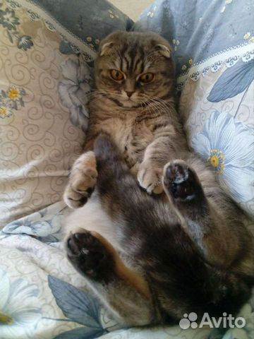 Вязка с шотландский котом