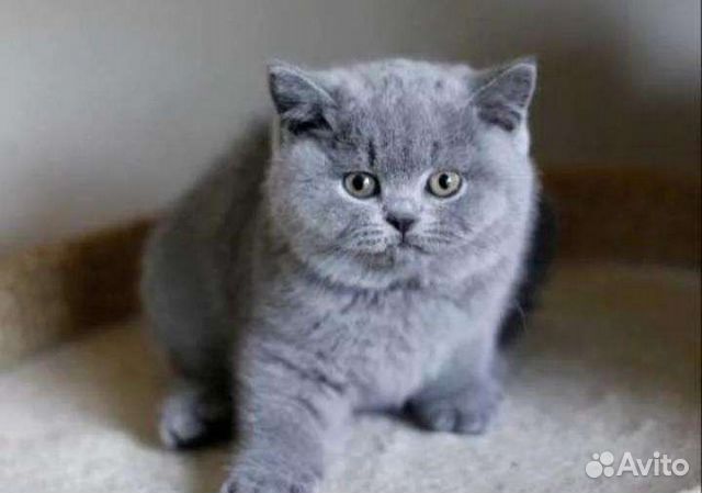 Британский котенок