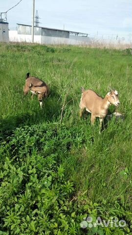 Коза ломанча