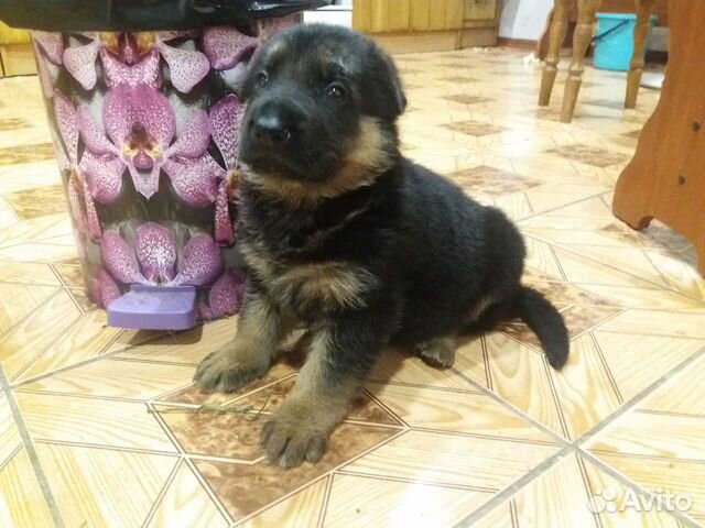 Щенок немецкой овчарки