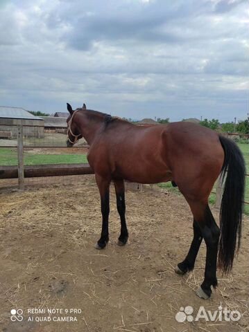 Продажа лошадей жеребец