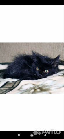 Котенок в добрые руки