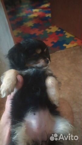 Собаки щенки спаниелей