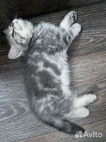 Кот шотландский