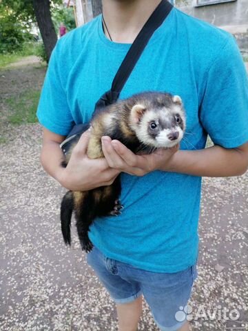 Продаю Хорька