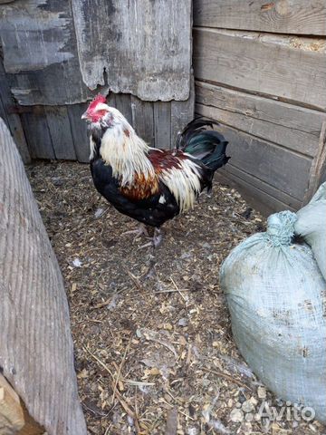 Продам петухов