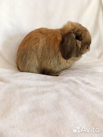 Кролик карликовый Мини Лоп