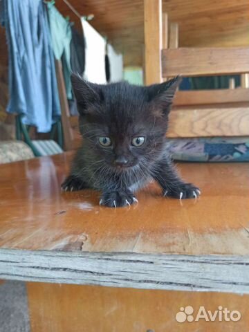 Кошка