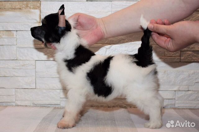 Пуховая малышка Китайской хохлатой собаки