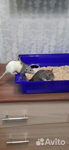 Крыски декоративные