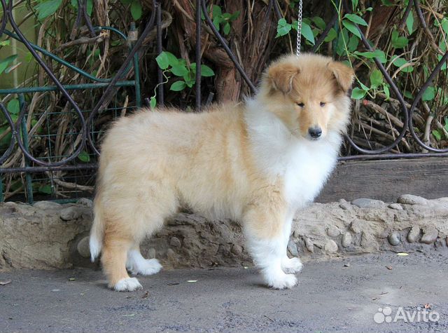 Щенки трёх окрасов