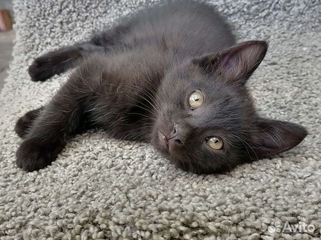 Отдадим Котят в добрые руки
