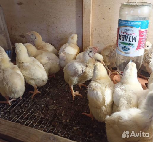 Цыплята бройлеры росс-308