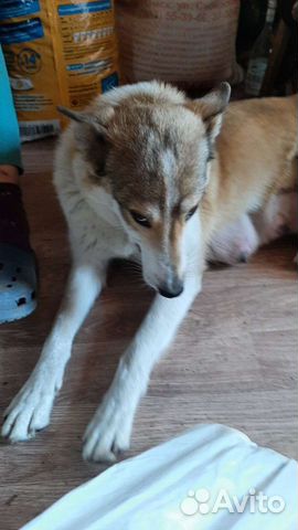 Продаю щенков